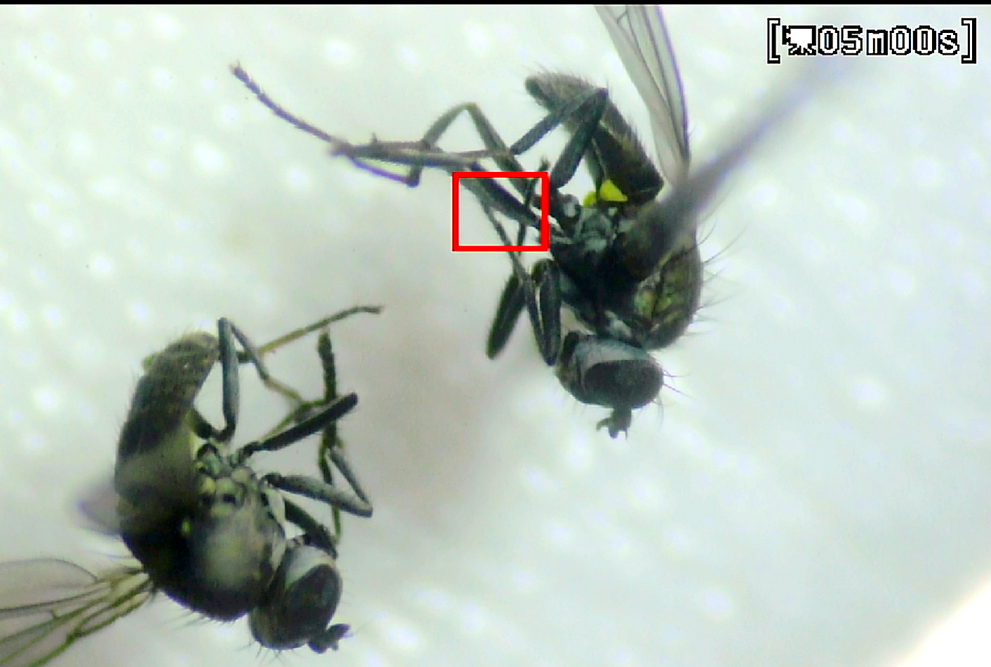 The Camillidae | Dipterists forum