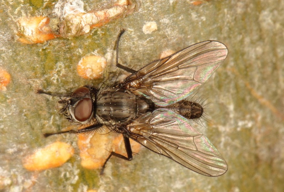 Phaonia ?? | Dipterists forum