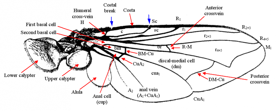 Fly parts - morphology diagrams | Dipterists forum