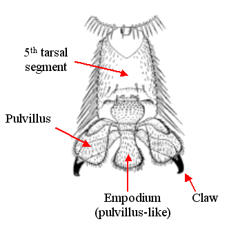 Fly parts - morphology diagrams | Dipterists forum