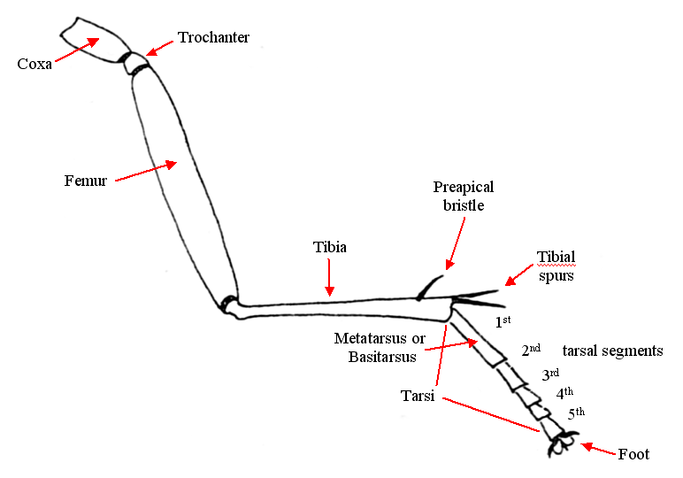 Fly parts - morphology diagrams | Dipterists forum
