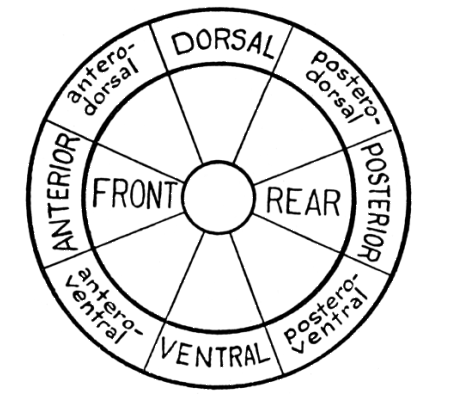 Fly parts - morphology diagrams | Dipterists forum