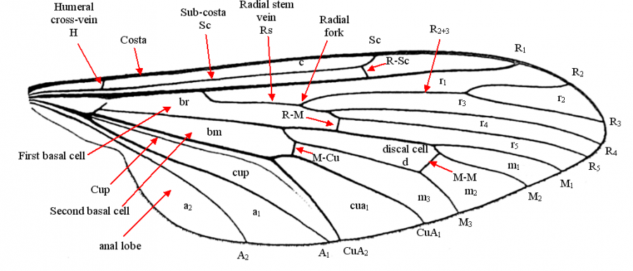 Fly parts - morphology diagrams | Dipterists forum