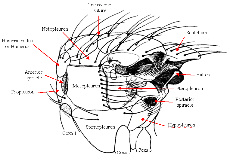Fly parts - morphology diagrams | Dipterists forum