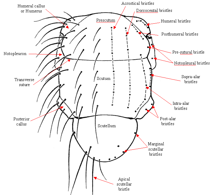 Fly parts - morphology diagrams | Dipterists forum